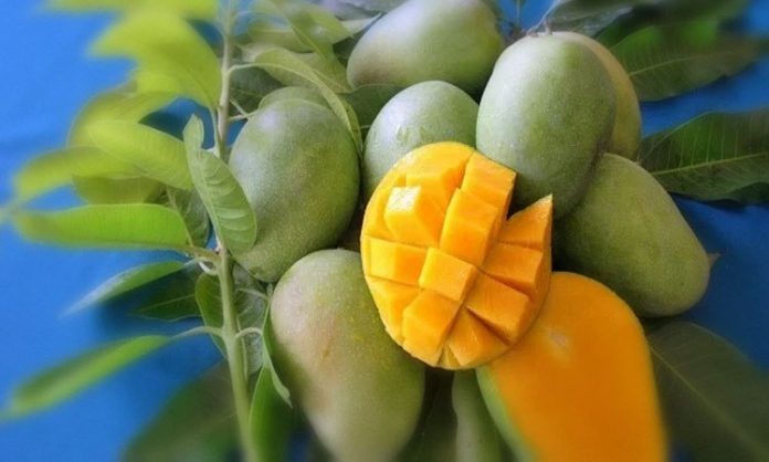 Ini Cara-Cara Mengenalpasti Mangga Harumanis Perlis Yang Asli