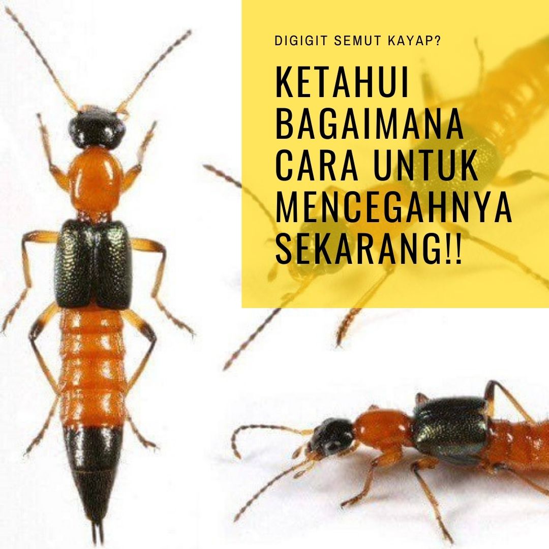 Digigit Semut Kayap? Ketahui Bagaimana Cara Untuk Mencegahnya Sekarang!!