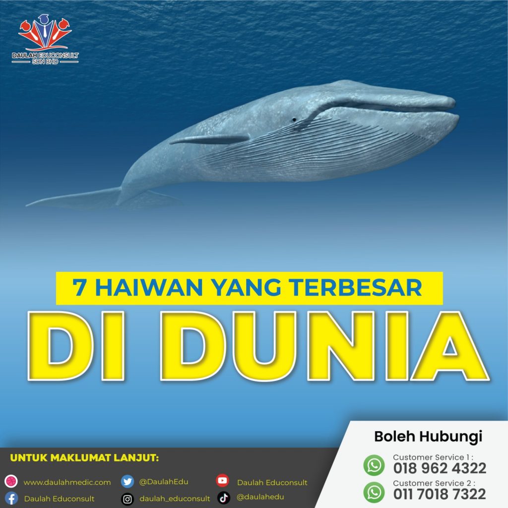 6 Haiwan yang Terbesar di Dunia yang Mengagumkan Kita